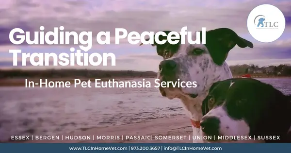 Resources For Pet Loss & Grief Support |Easing Pet Farewells